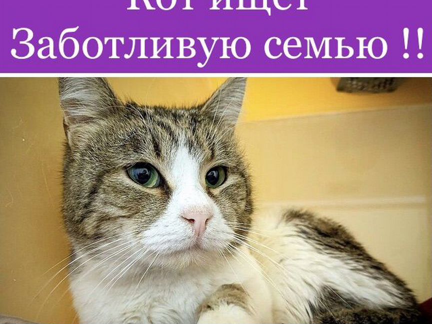 Кот Приехал с Юга. Гоша в Надежде Обрести Семью)