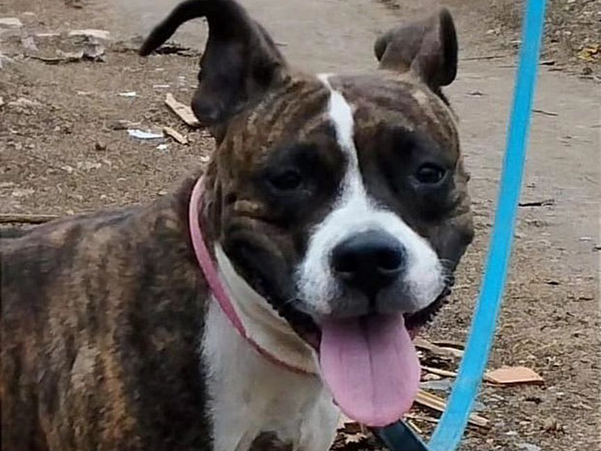 Стаффордширский терьер