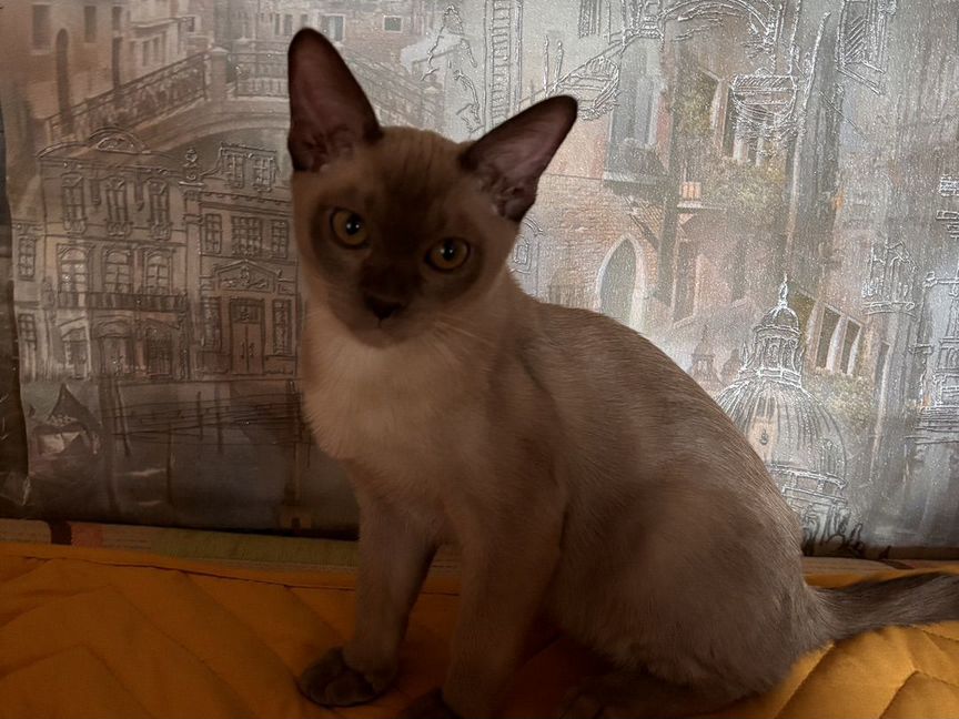 Котенок бурма