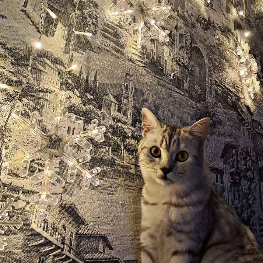 Вязка кошечки