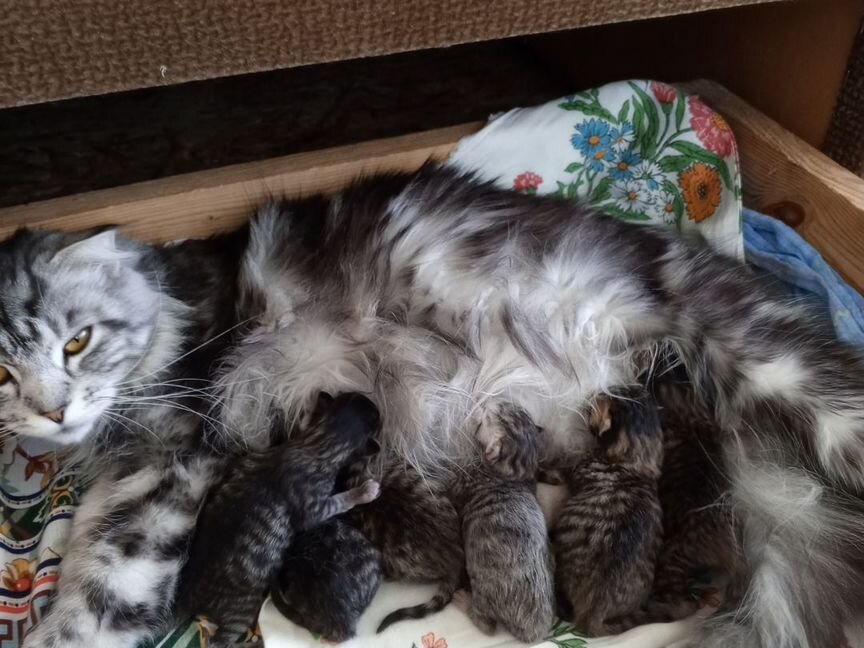 Котята мейн-кун - британец