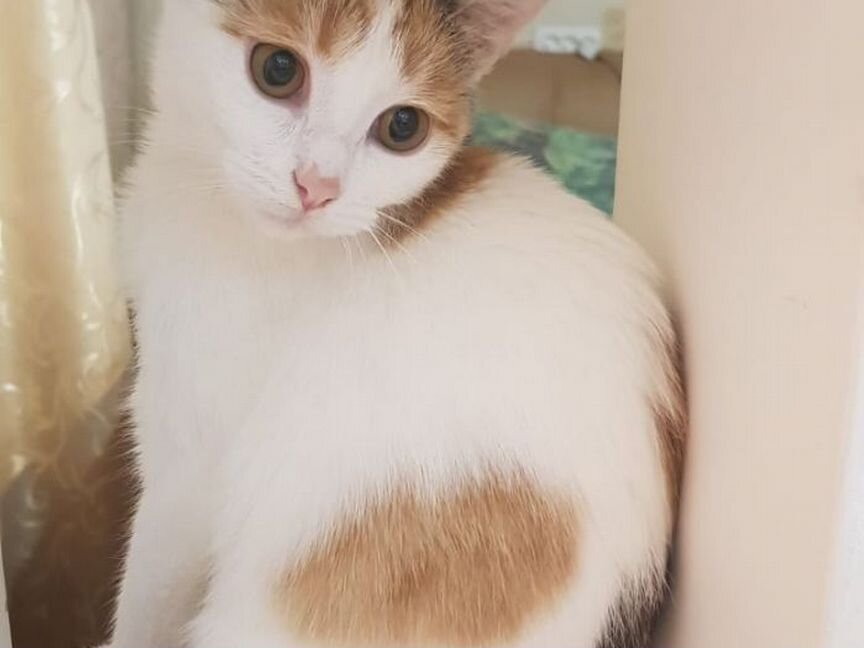 Кошка