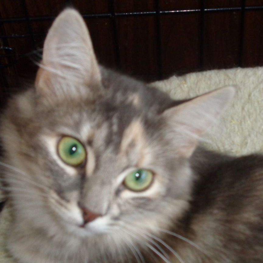 Сибирская девочка