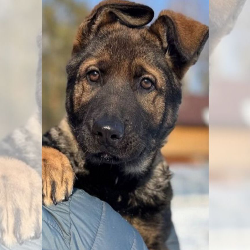 Немецкая овчарка рабочего разведения