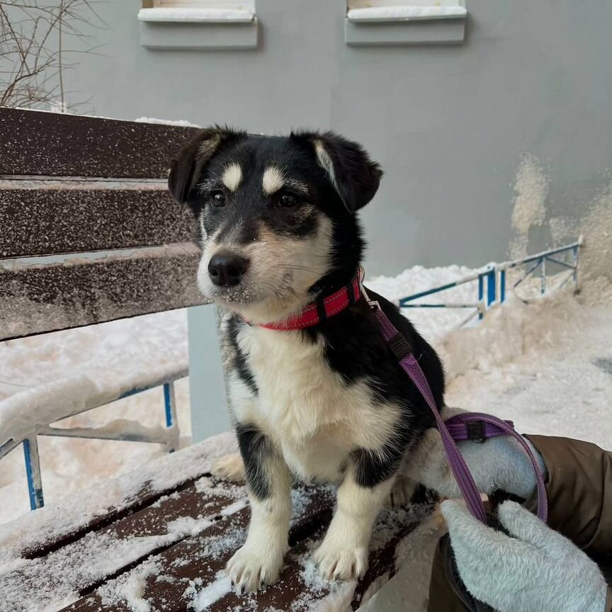 Собака в добрые руки