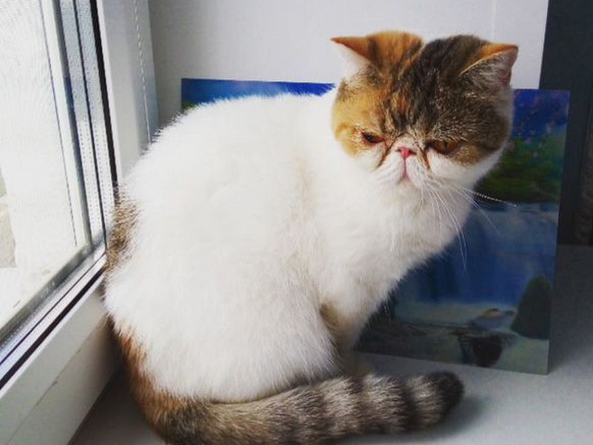 Экзотическая кошка