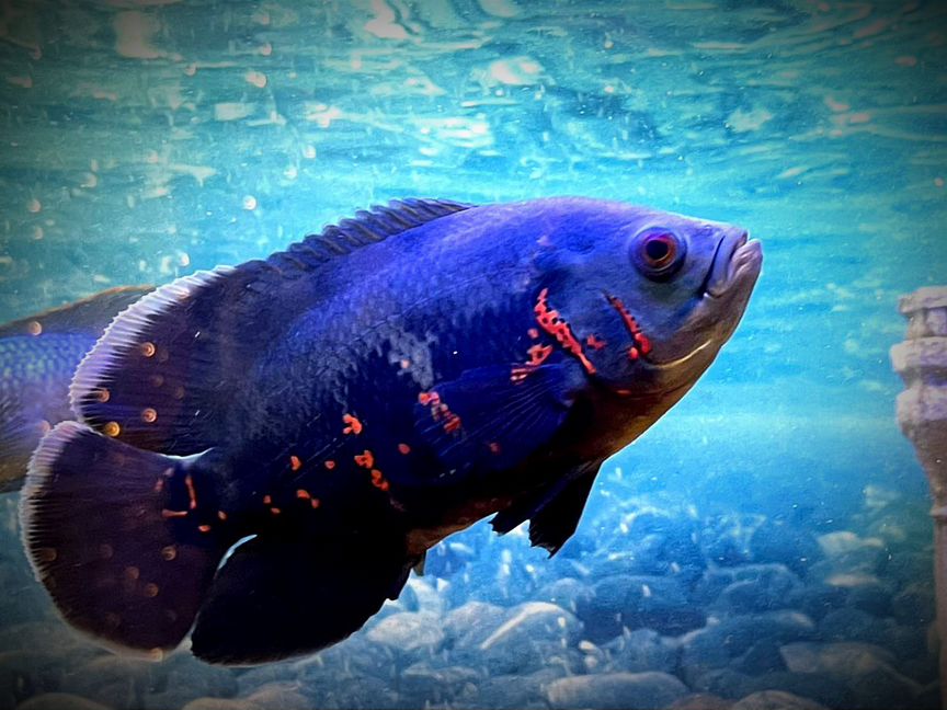 Аквариумные рыбки цихлиды