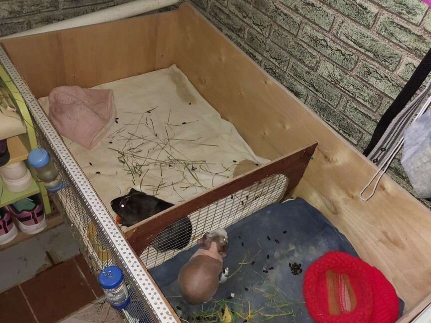 Вольер для морской свинки