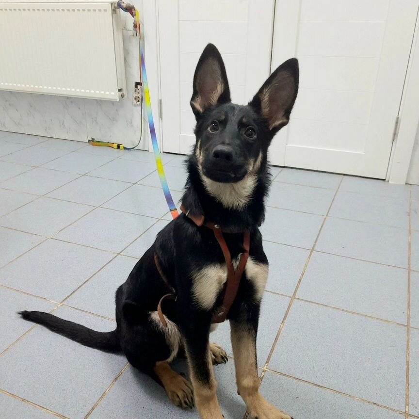 В добрые руки