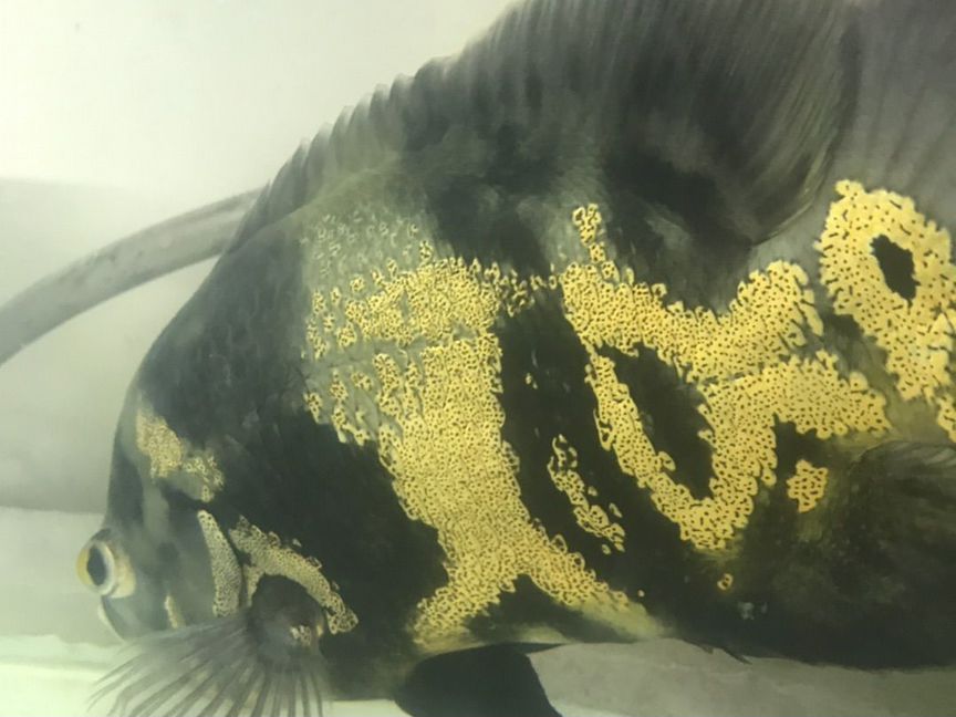 Астронотусы Бесплатно