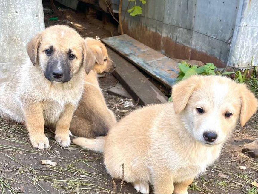 Собаки щенки