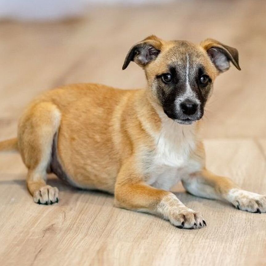 Щенок в добрые руки