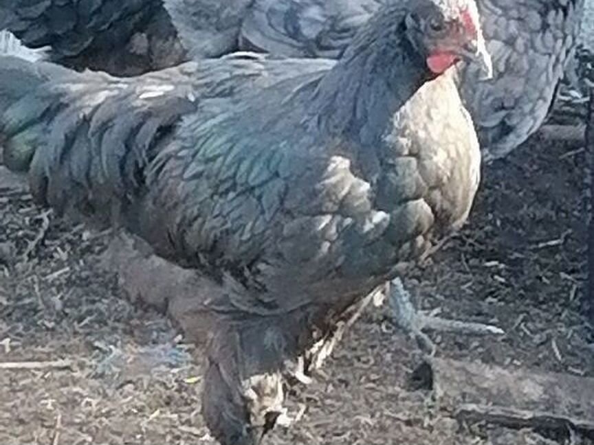 Петух