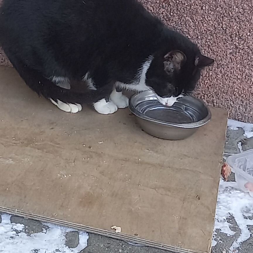 Котенок - девочка