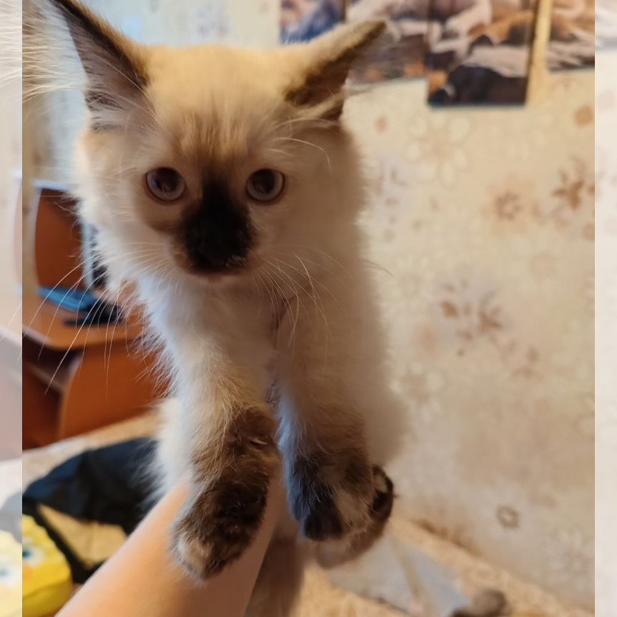 Тайский котёнок