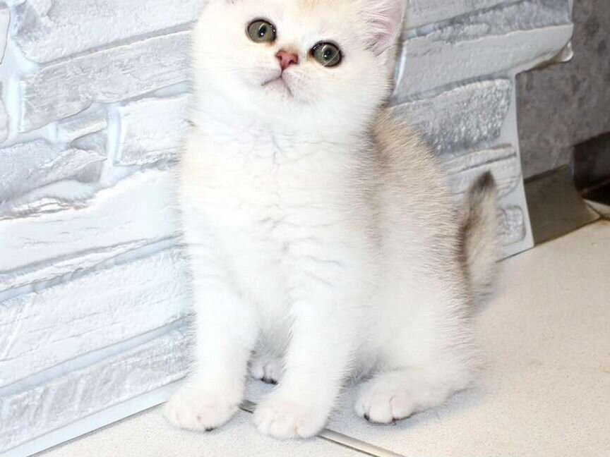 Британские котята