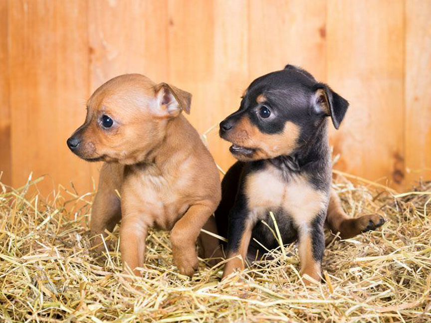 Тойчики разные мини