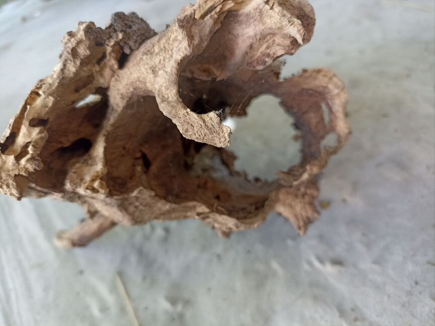 Коралл балянус