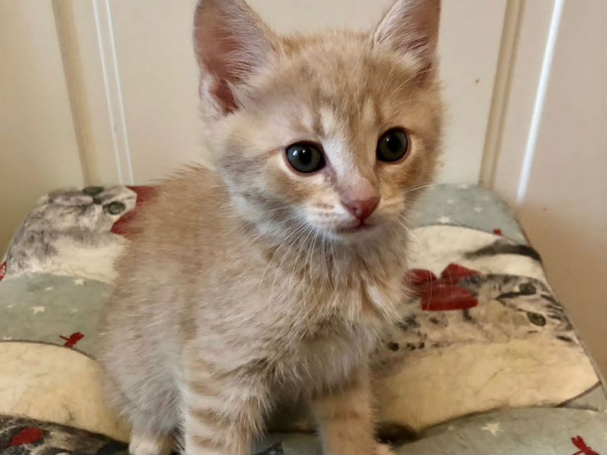 Котенок мальчик
