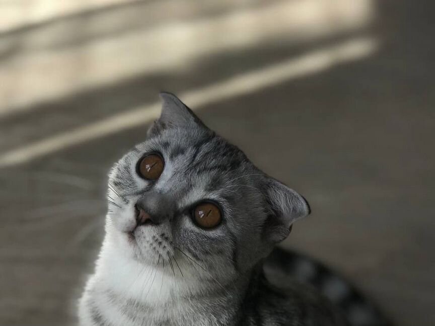 Кот