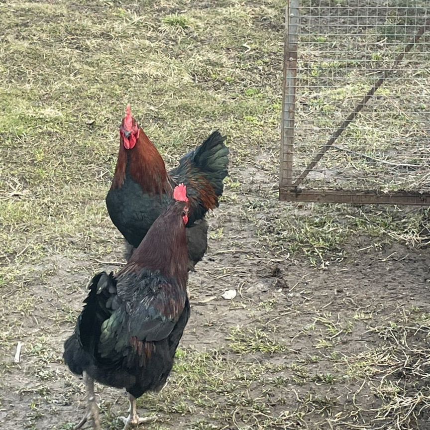 Петухи годовалые