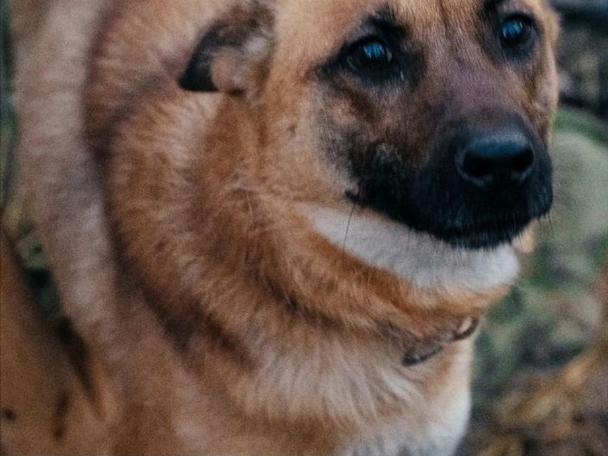 Дикси ищет дом