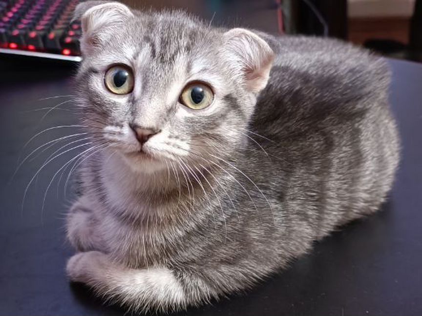 Котёнок - вислоухий, возраст 4 месяца