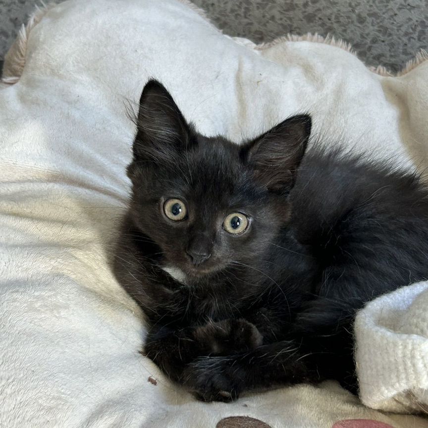 Котенок Кузя в добрые руки