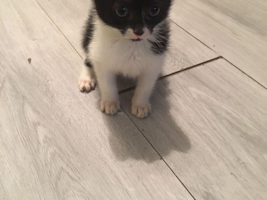 Котята