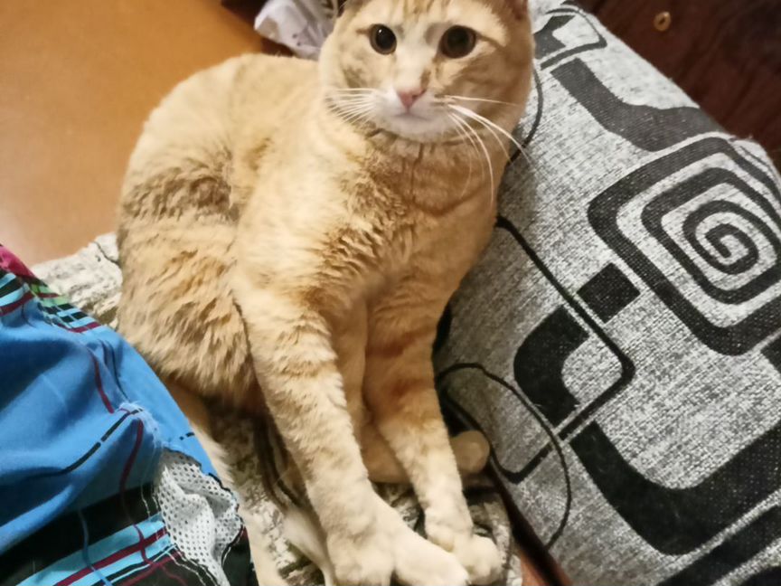 Кот Кузя в добрые руки