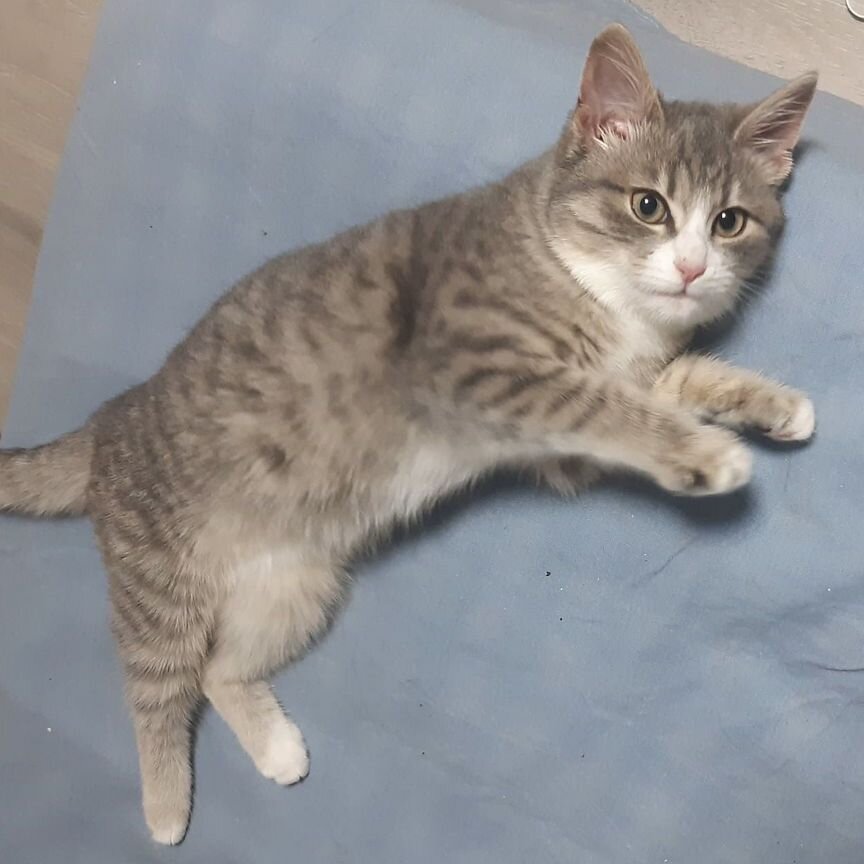 Котёнок в добрые руки