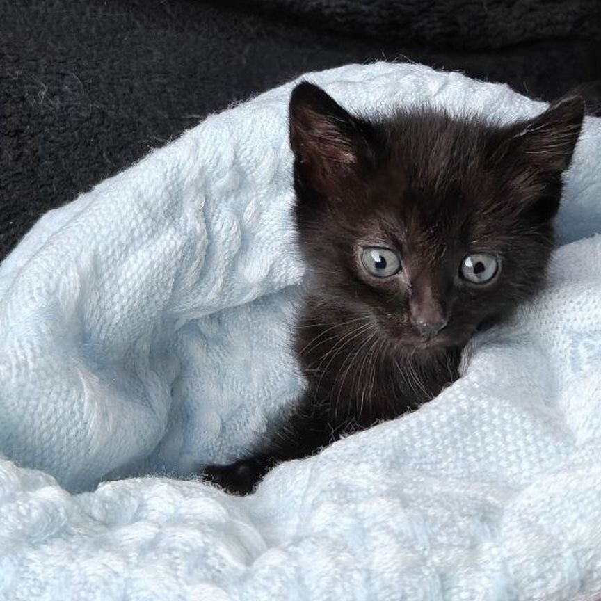 Котёнок в добрые руки