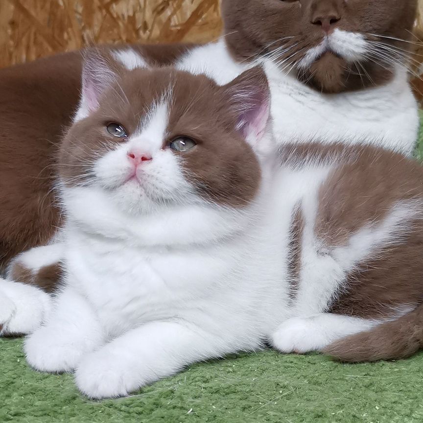 Цинамон британский котенок
