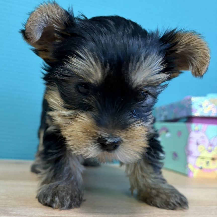 Йоркширский терьер, щенок