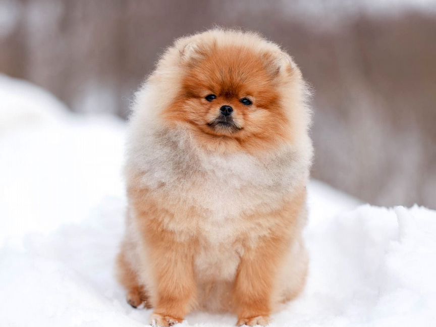 Шикарный померанец