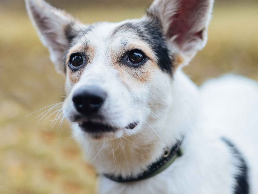 Щенок Мальта ищет дом