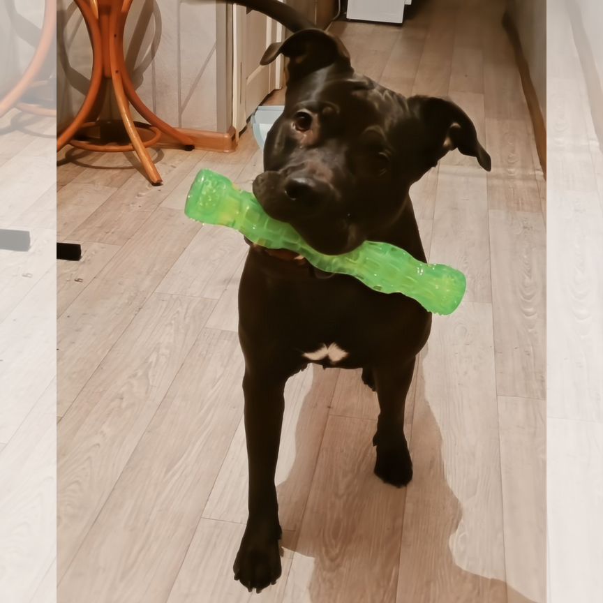 Американский питбультерьер, взрослая собака