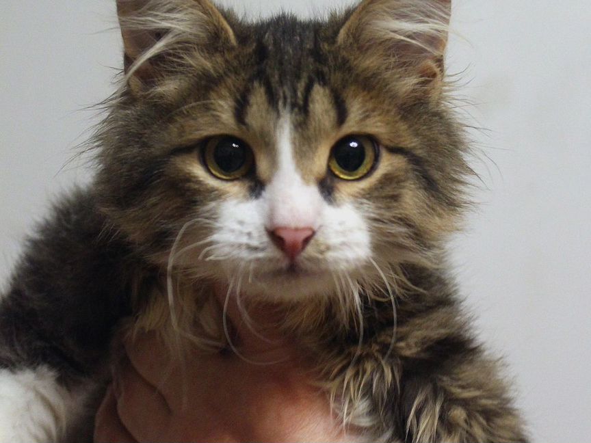 Котенок мальчик 3.5 мес