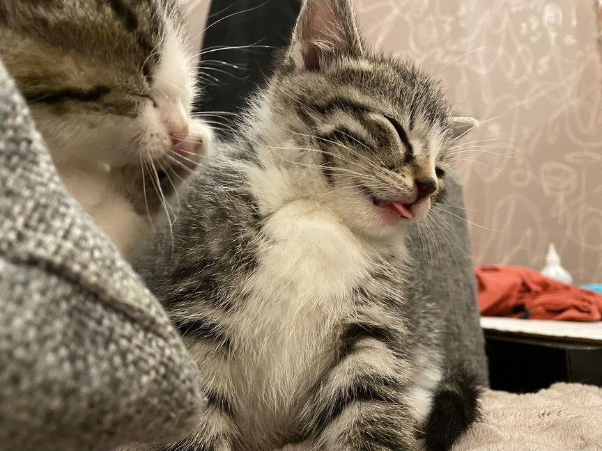 Кошка в дар бесплатно