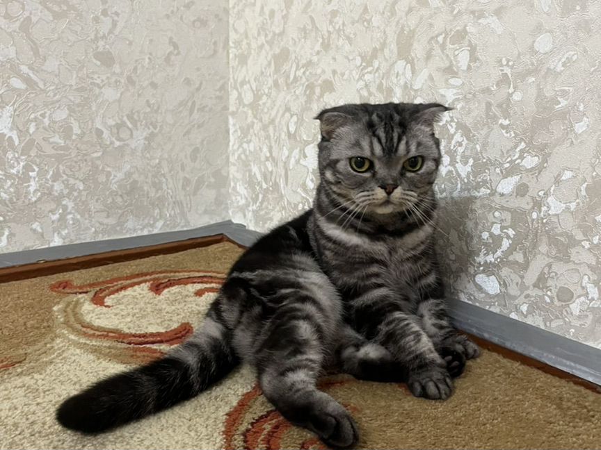 Кошка вислоухая британка скотиш-фолд