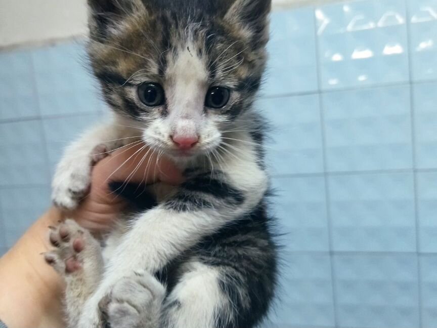 Котенок 1 мес мальчик