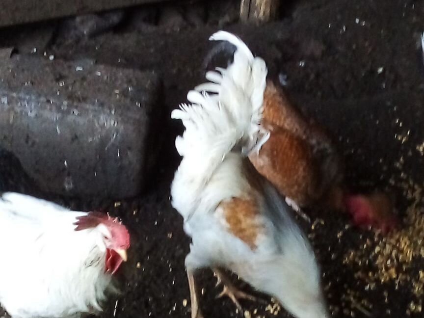 Петухи Легорн белые