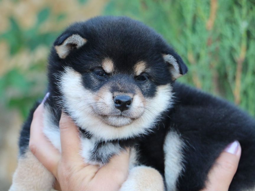 Черно-подпалая Сиба девочка