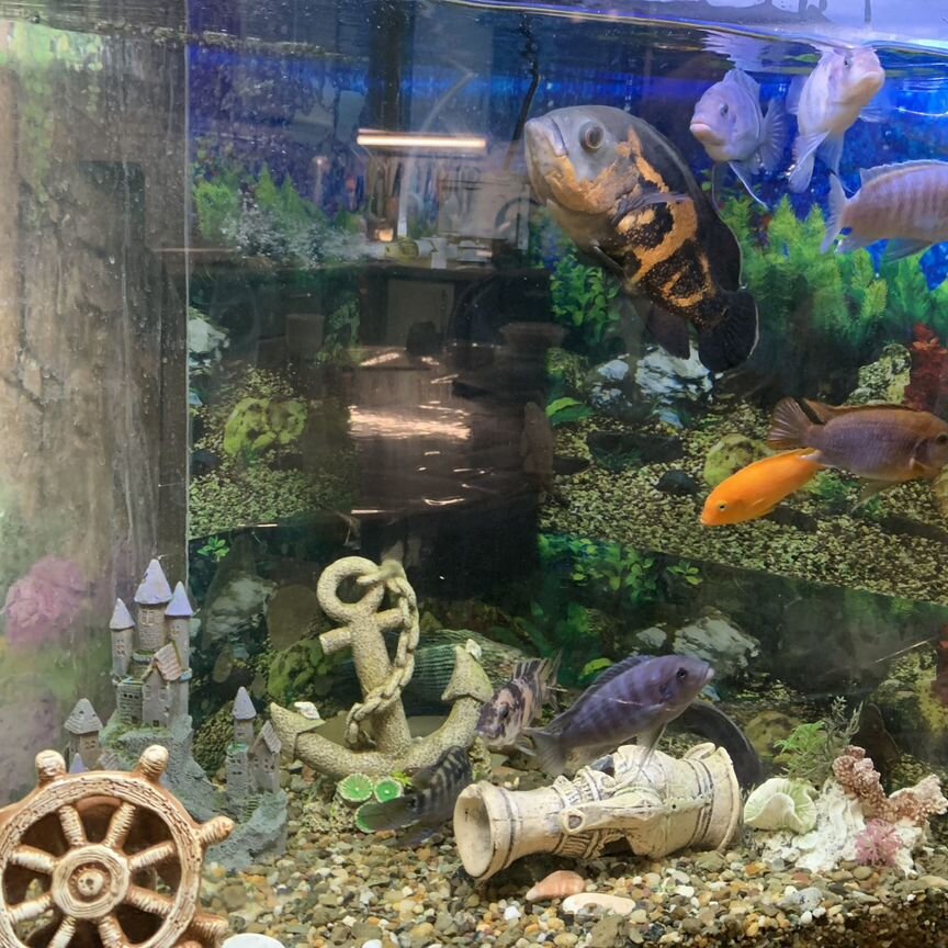 Продам аквариумных рыбок