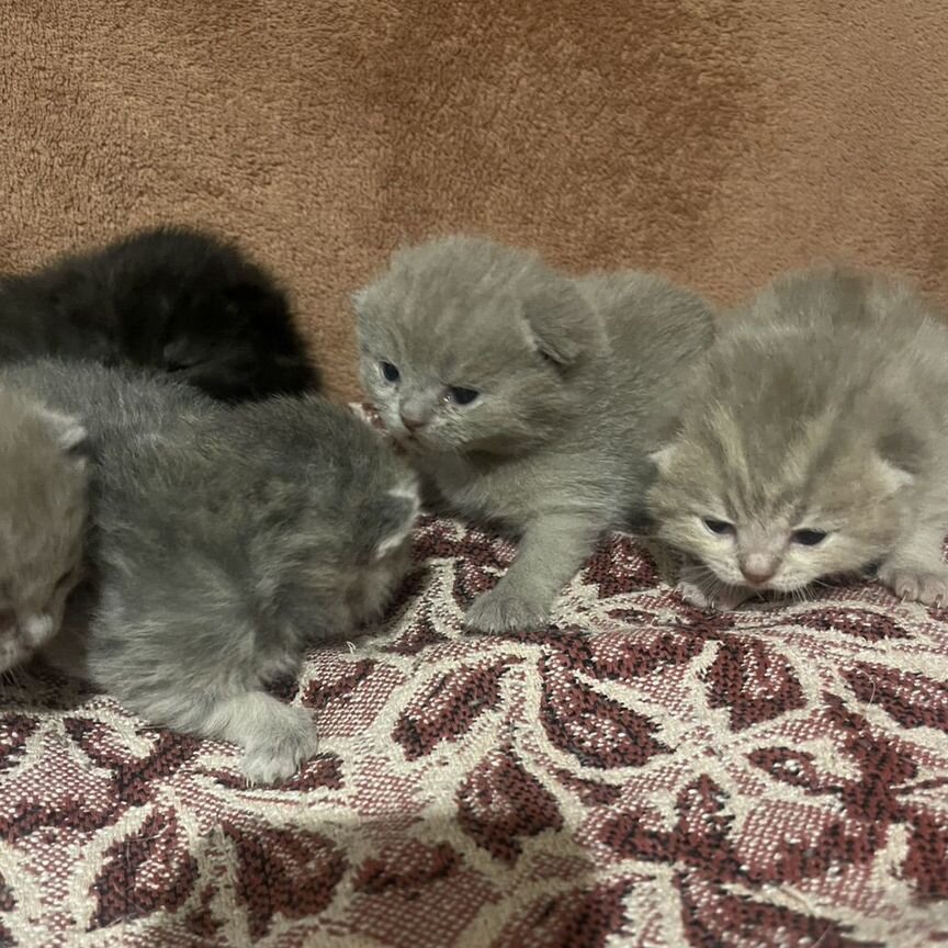 Вислоухие котятки шотладские