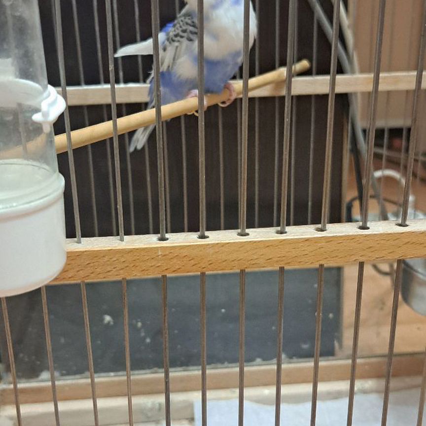 Волнистый попугай с клеткой