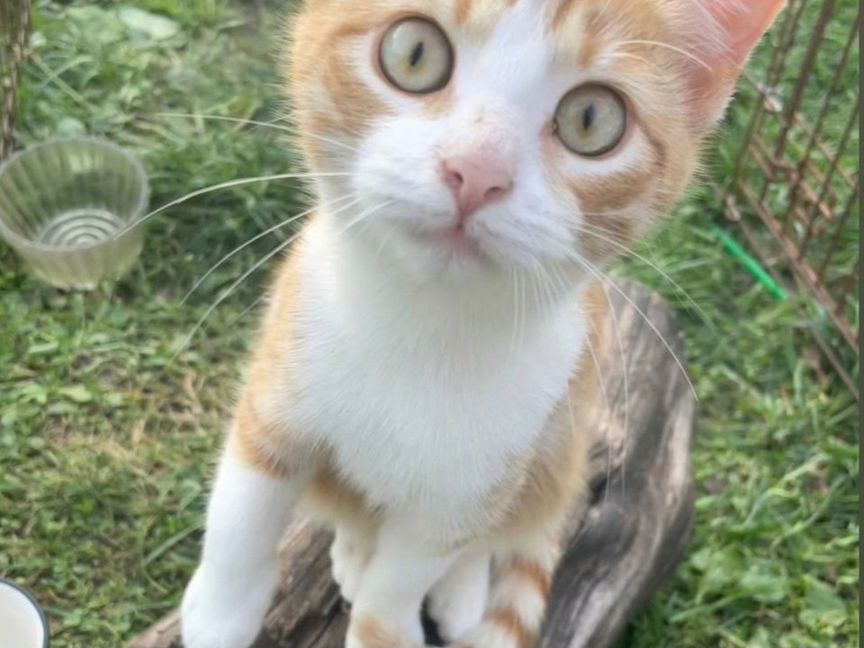 Рыжая малышка ищет дом