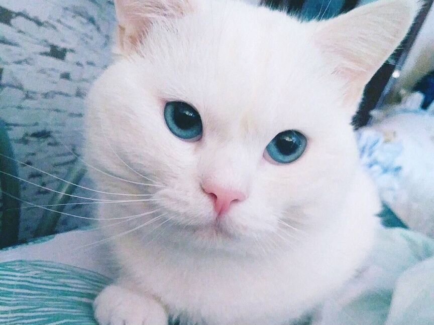 Белый кот