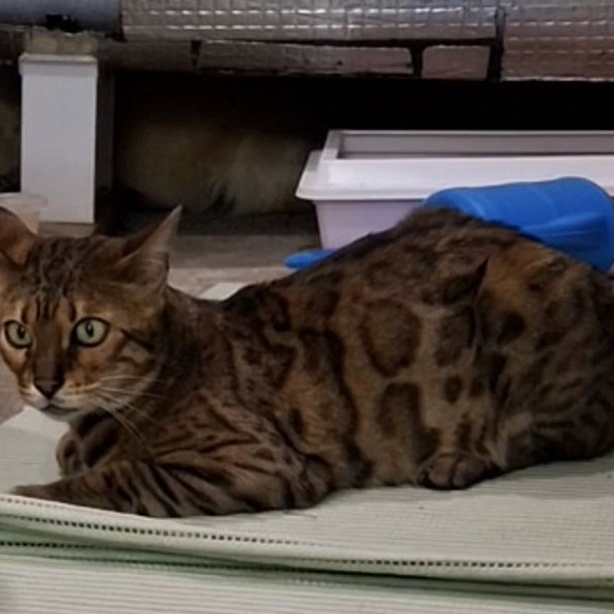 Бенгальская, взрослая кошка