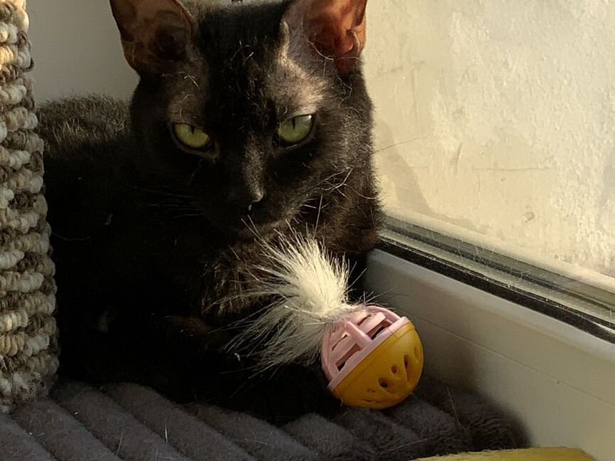 Кошка в добрые руки